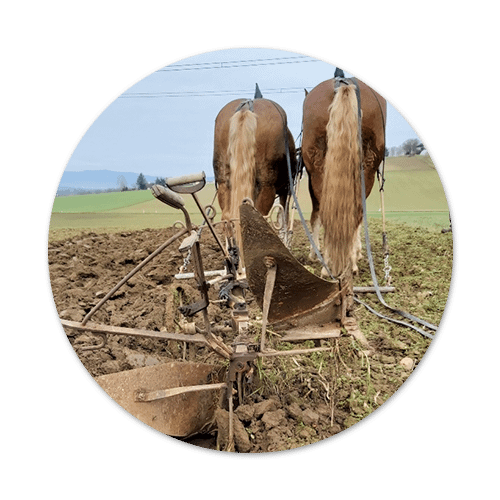 Arbeiten am Acker - ÖIPK Ackerbau Pferd. Wie bereite ich mein Pferd